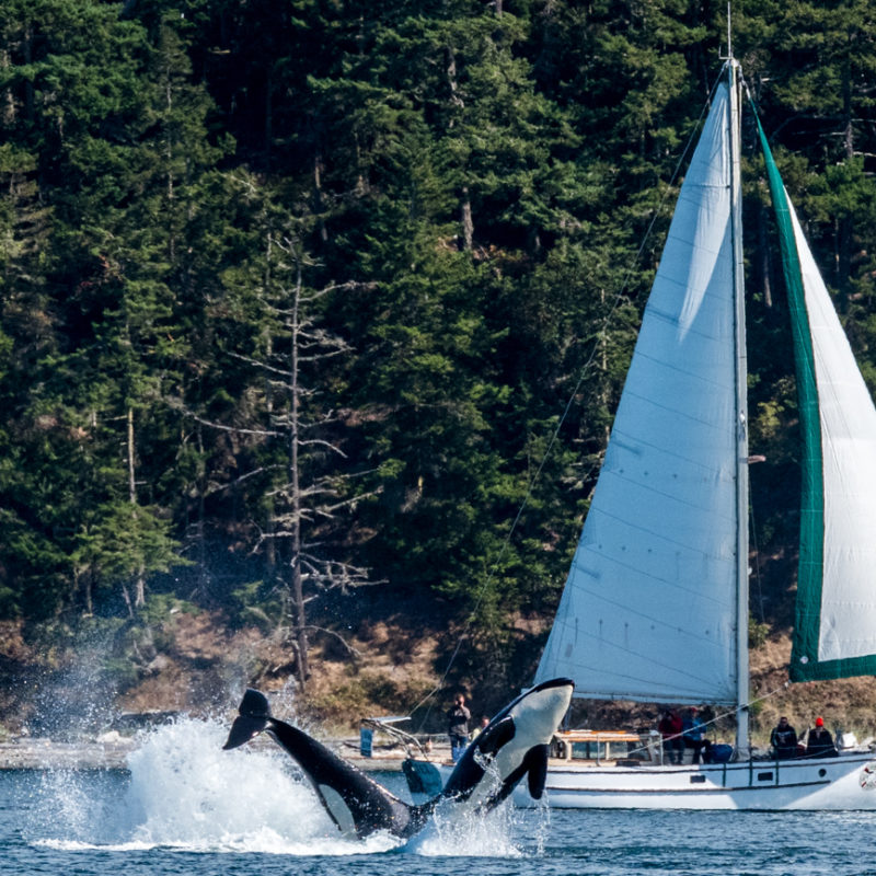 Day Sailing Charters - All Aboard Sailing