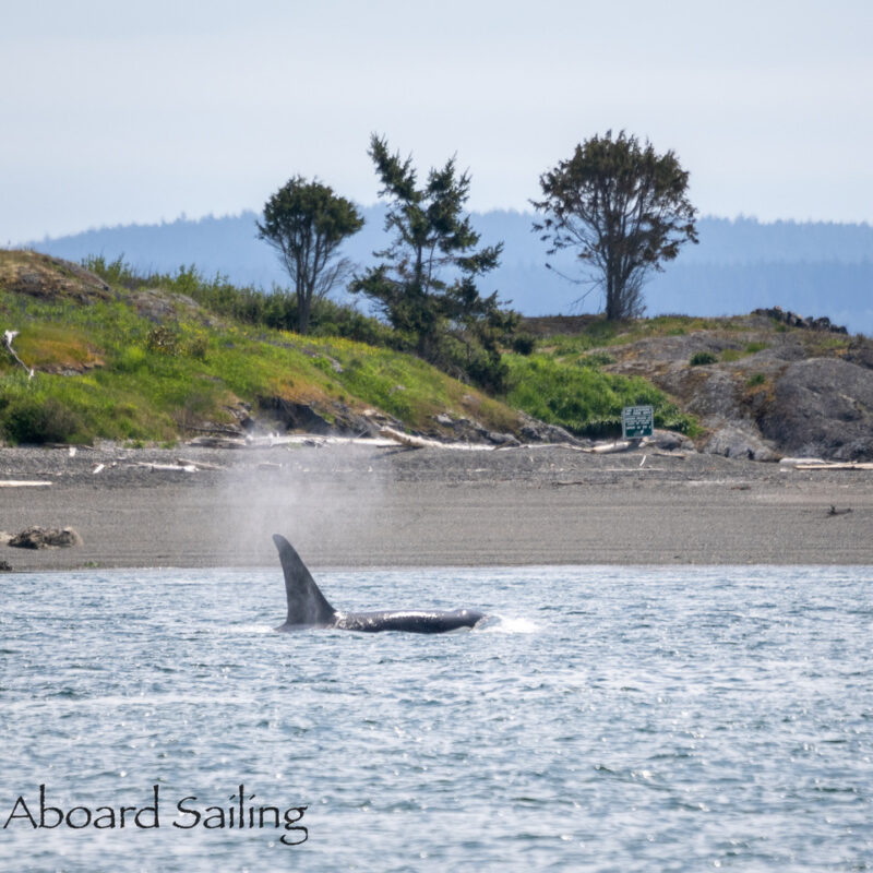 Biggs orcas T65A's southbound from Jones Island - All Aboard Sailing