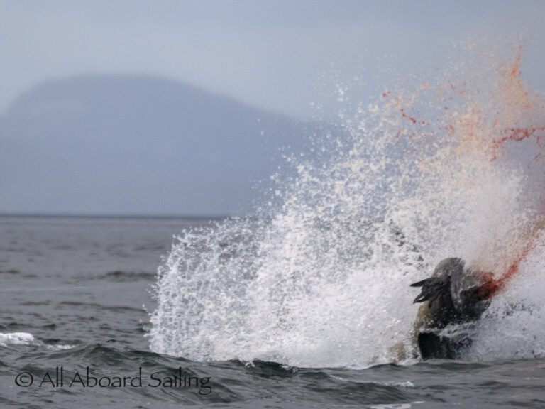 Steller sea lion with injuries during orca attack - All Aboard Sailing